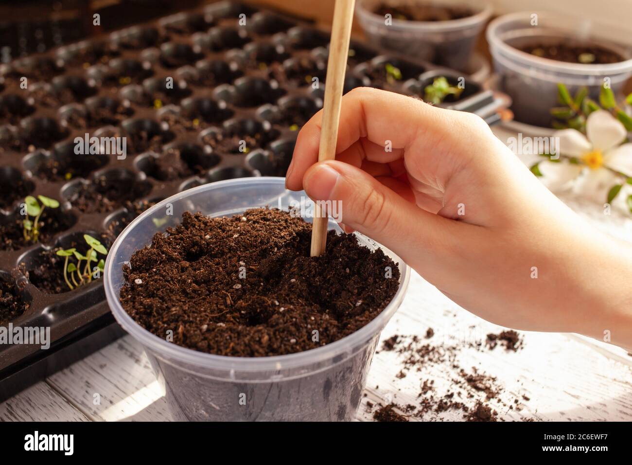 A woman makes a hole in the ground using a wooden stick to plant a ...