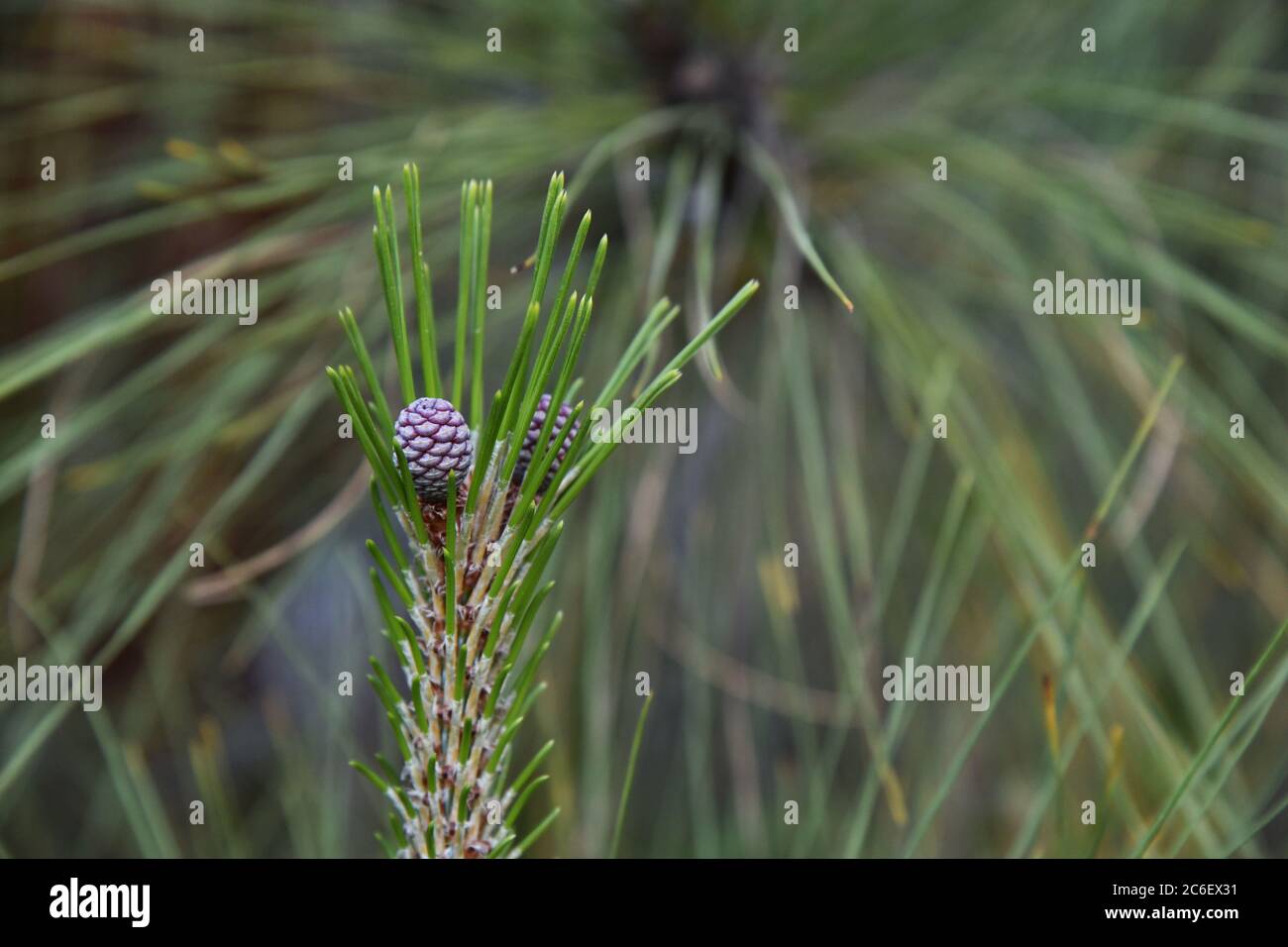 Branch of pine tree with a mini purple pine cone Stock Photo - Alamy