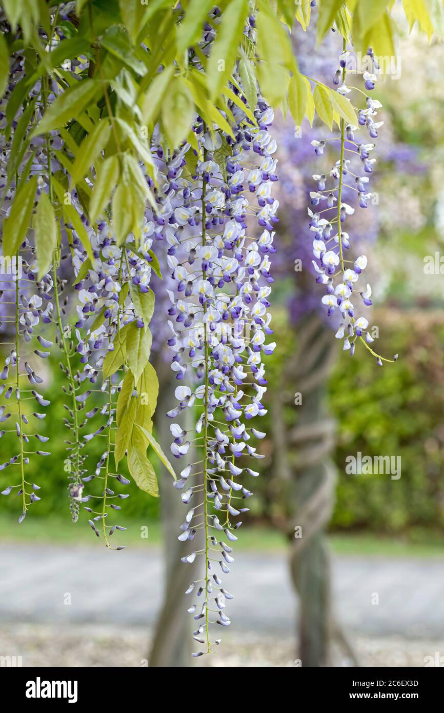 Japanischer Blauregen, Wisteria floribunda Multijuga, Japanese Wisteria ...