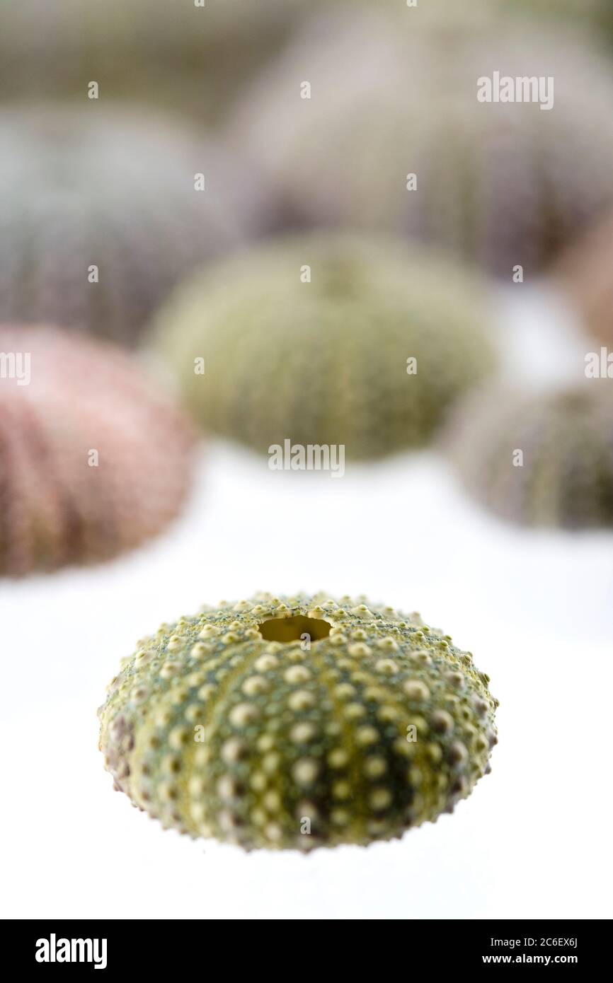 Sea urchins structure hi-res stock photography and images - Alamy
