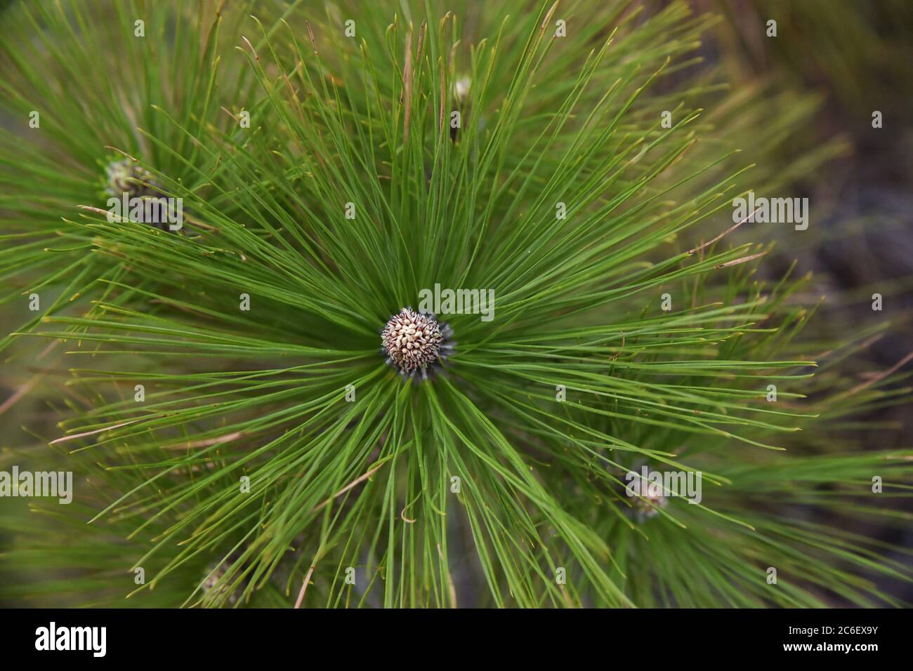 Top of a pine tree branch Stock Photo - Alamy