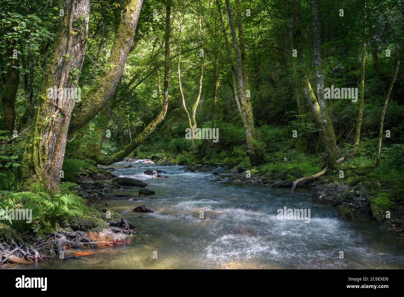 The current of a river winds through native forests of oak and chestnut ...