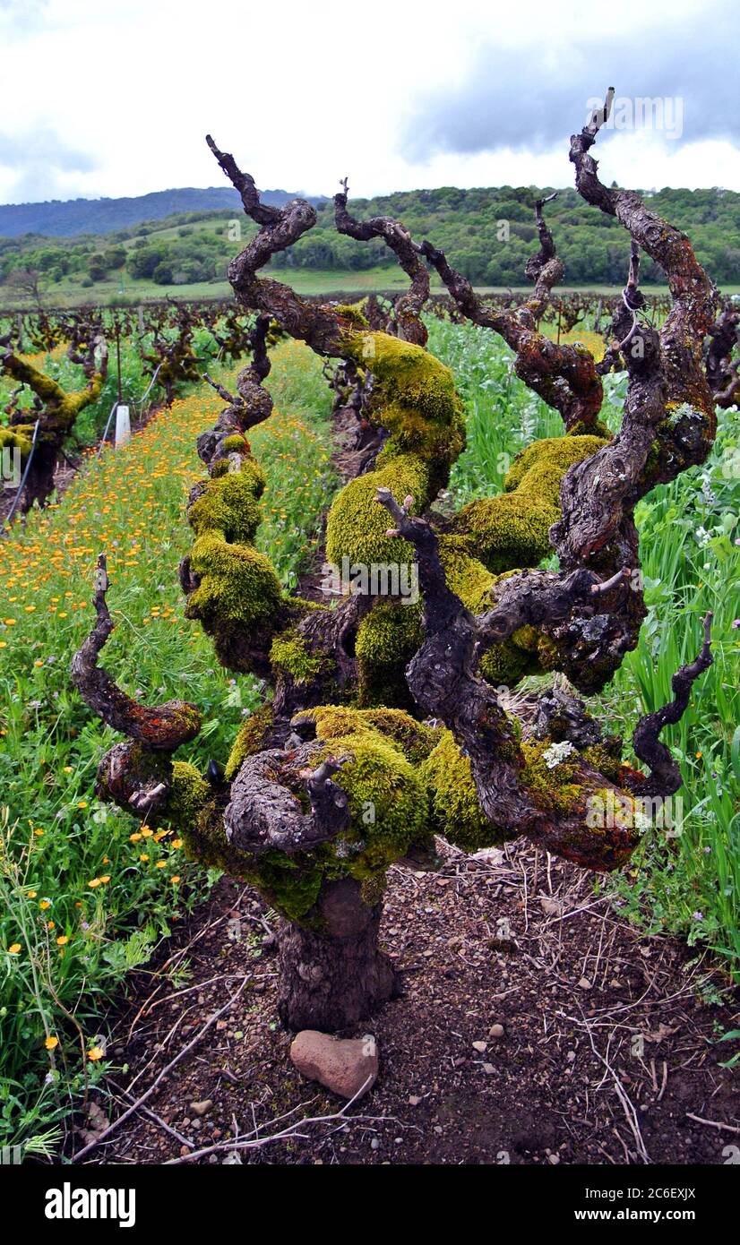 gnarly vines in sonoma wine country vineyard Stock Photo - Alamy