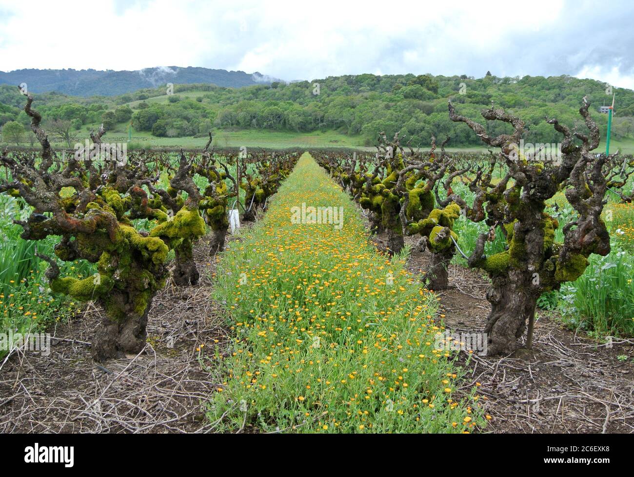 gnarly vines in sonoma wine country vineyard Stock Photo - Alamy