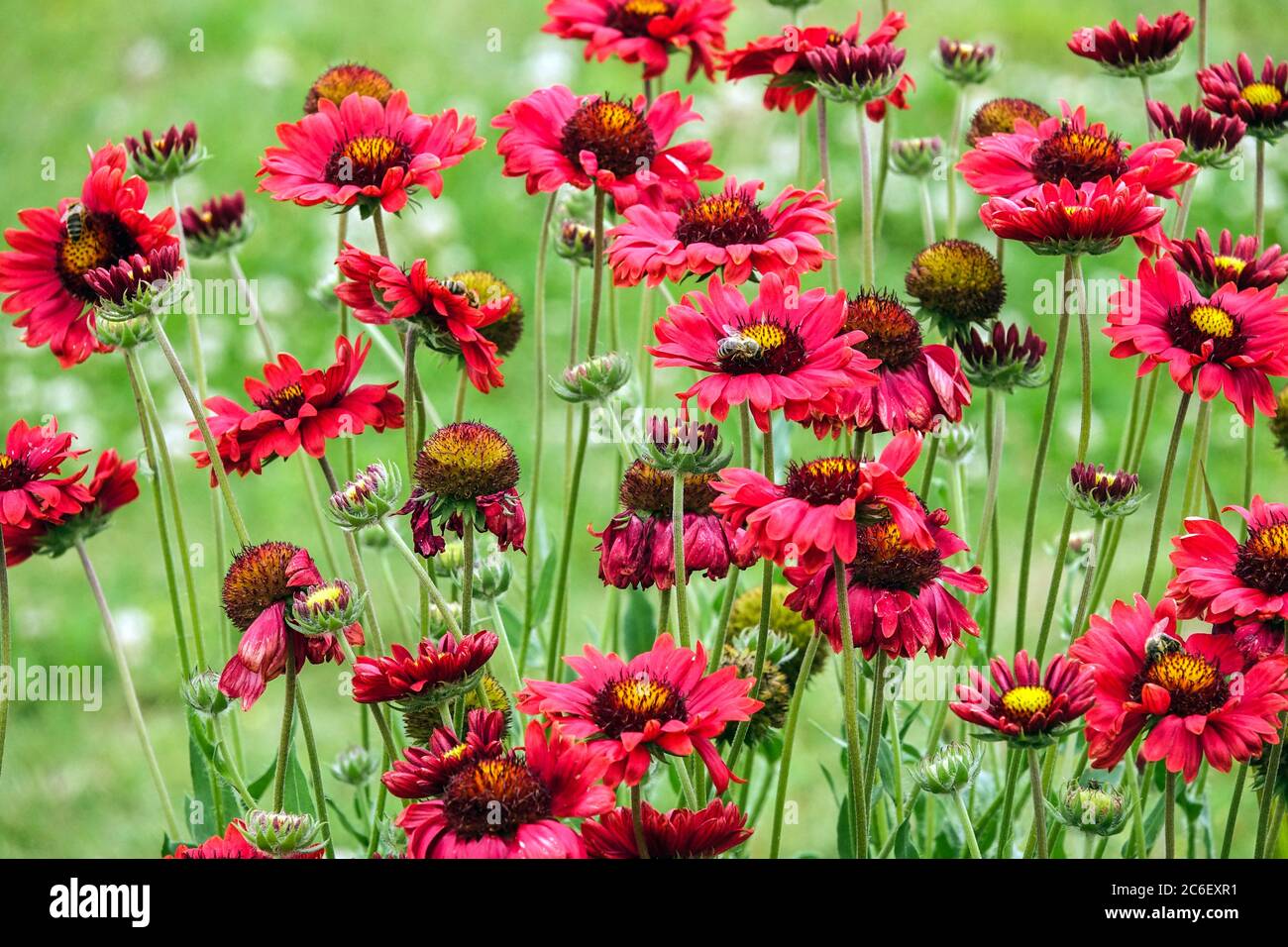 Blanketflower hi-res stock photography and images - Alamy