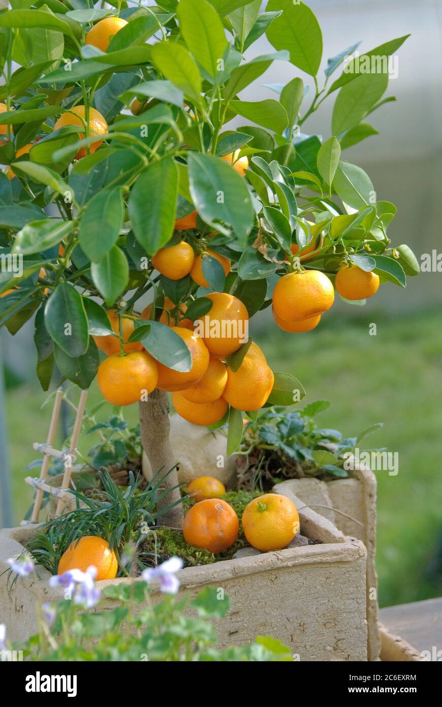 Calamondine, × Citrofortunella microcarpa, Calamondine, × ...
