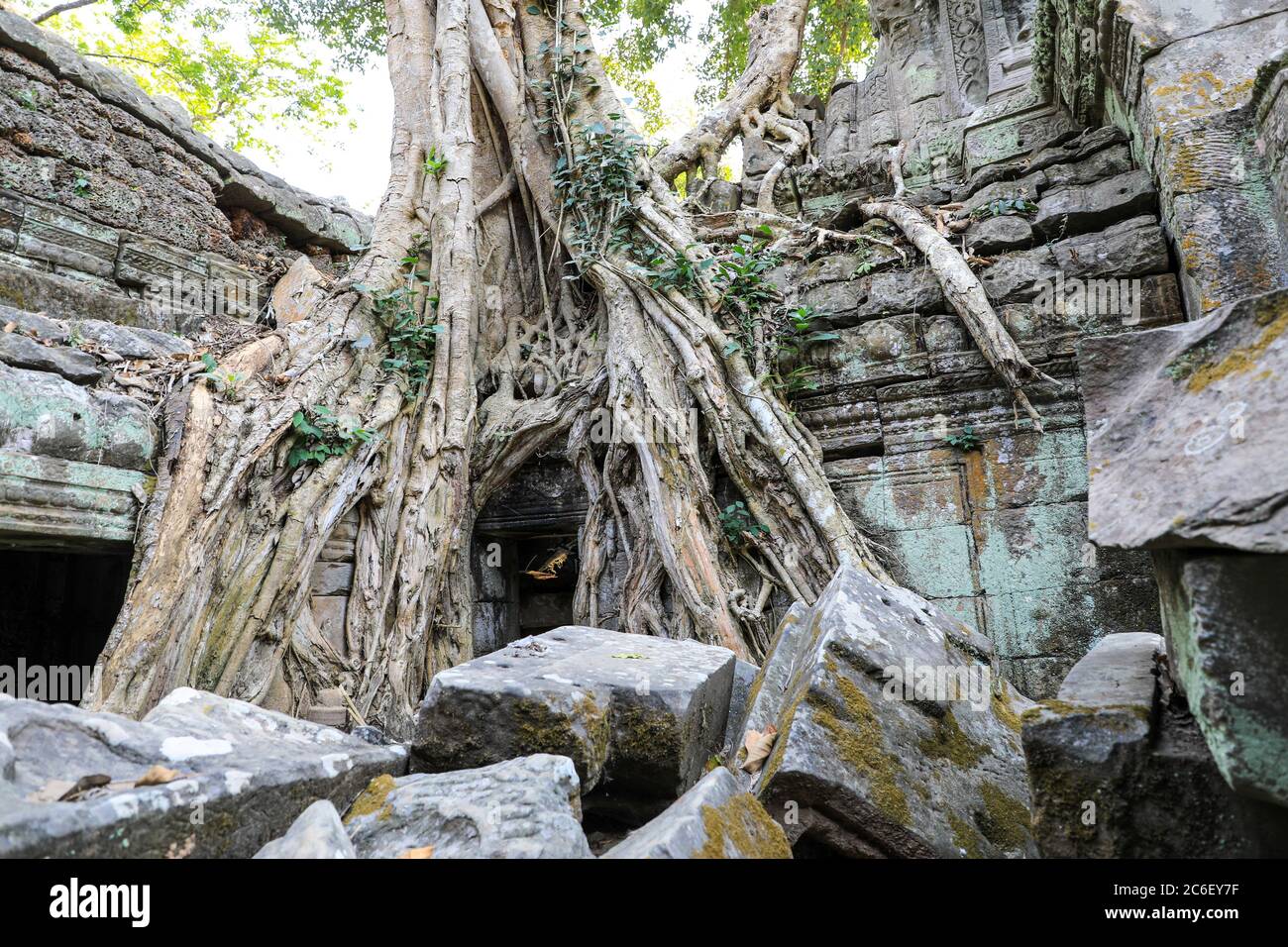 Ta prohm strangler fig tree hi-res stock photography and images - Alamy