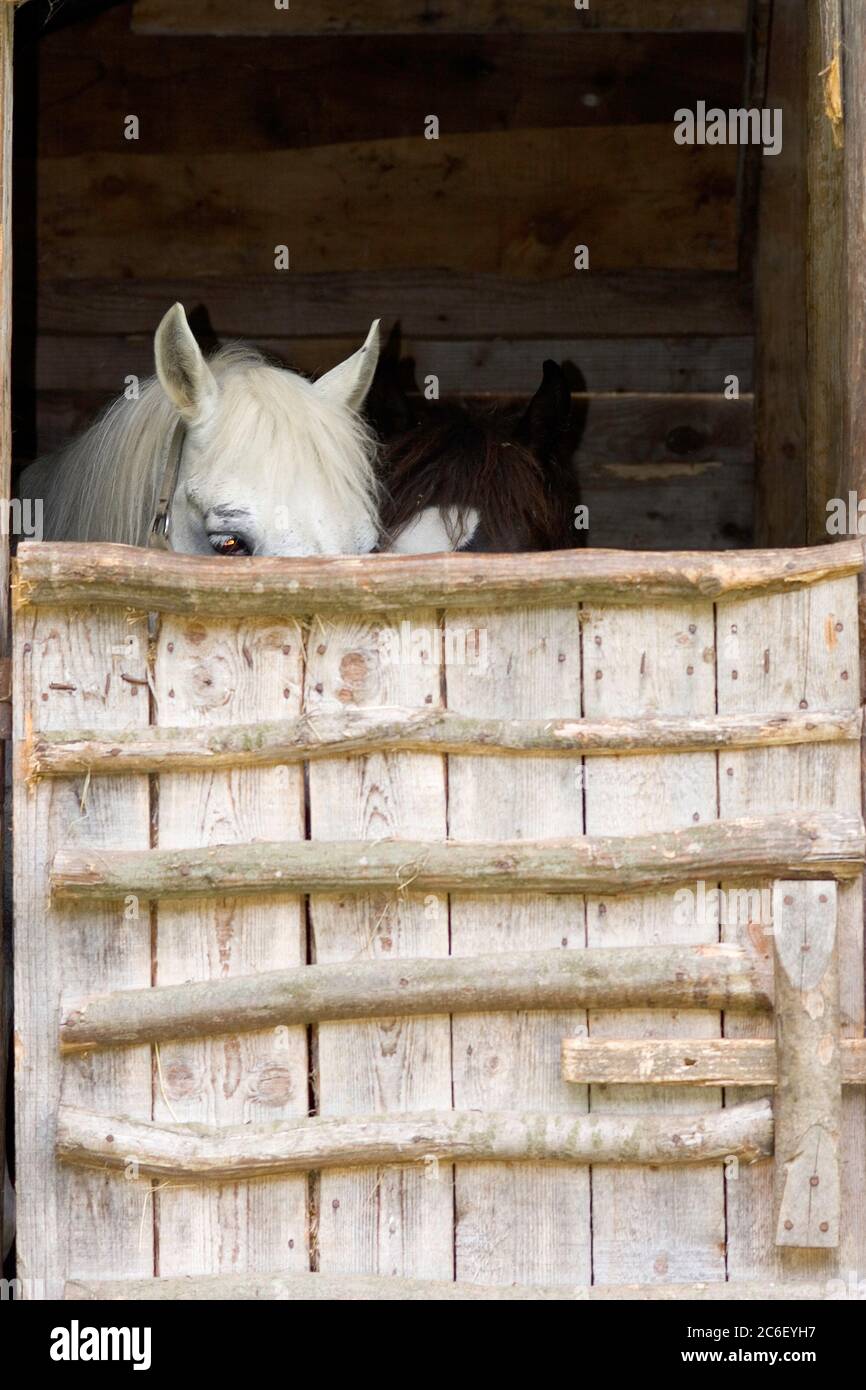 Horse on a farm in stable Stock Photo - Alamy