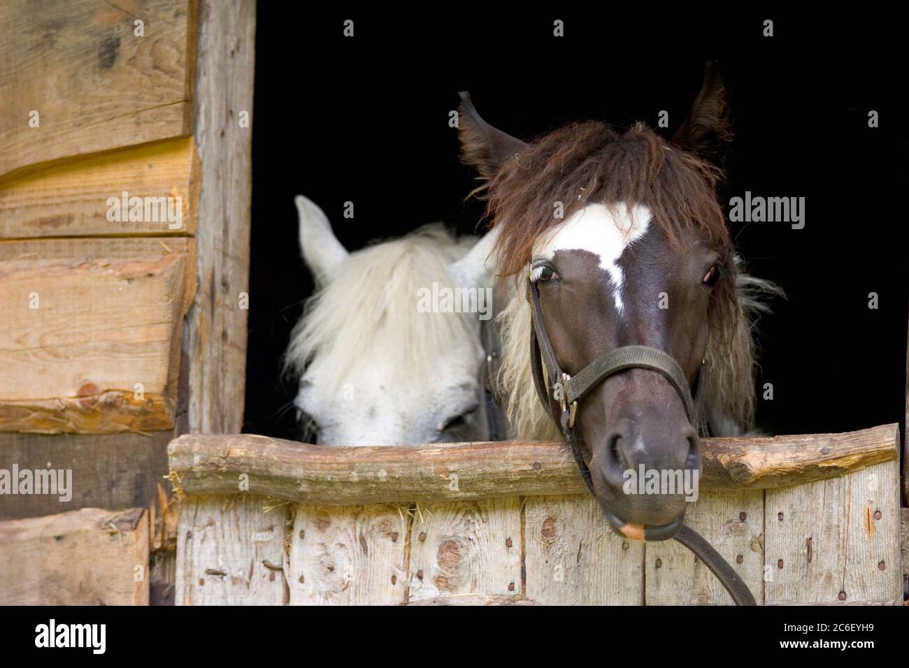 Horse on a farm in stable Stock Photo - Alamy