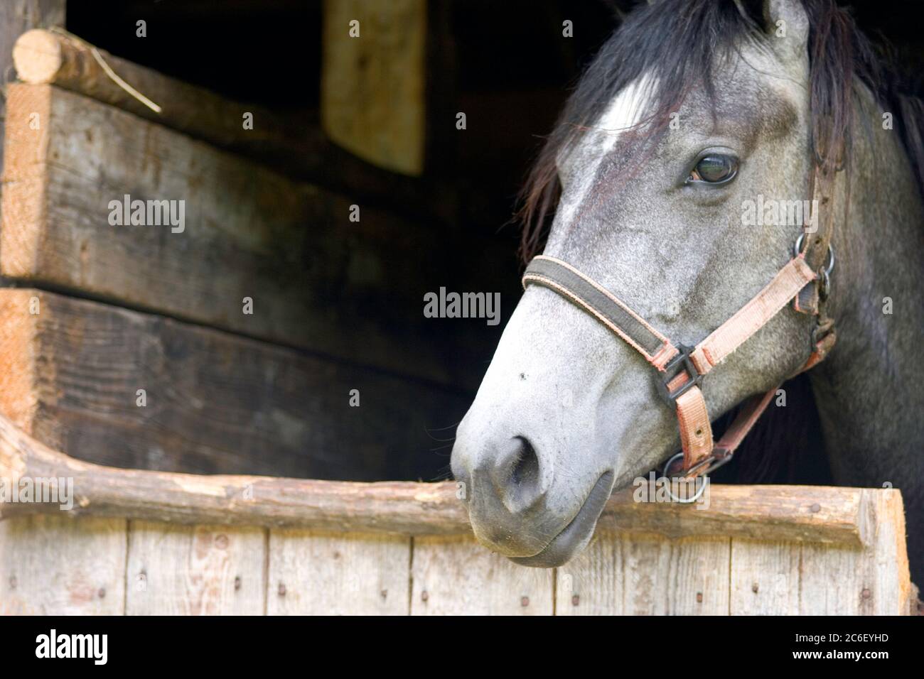 Horse on a farm in stable Stock Photo - Alamy