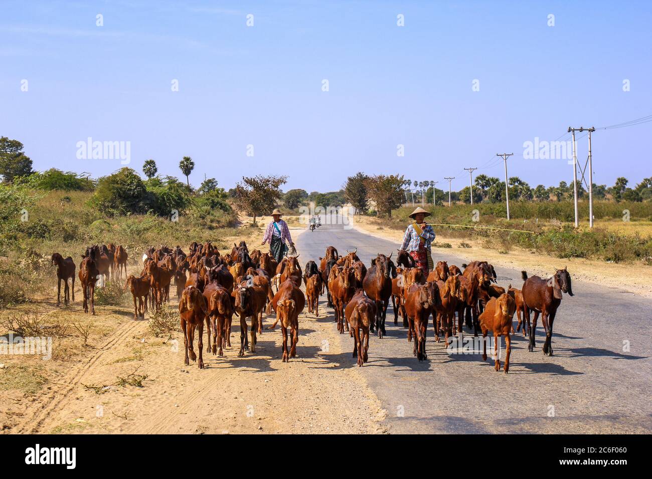 Burmese goat hi-res stock photography and images - Alamy