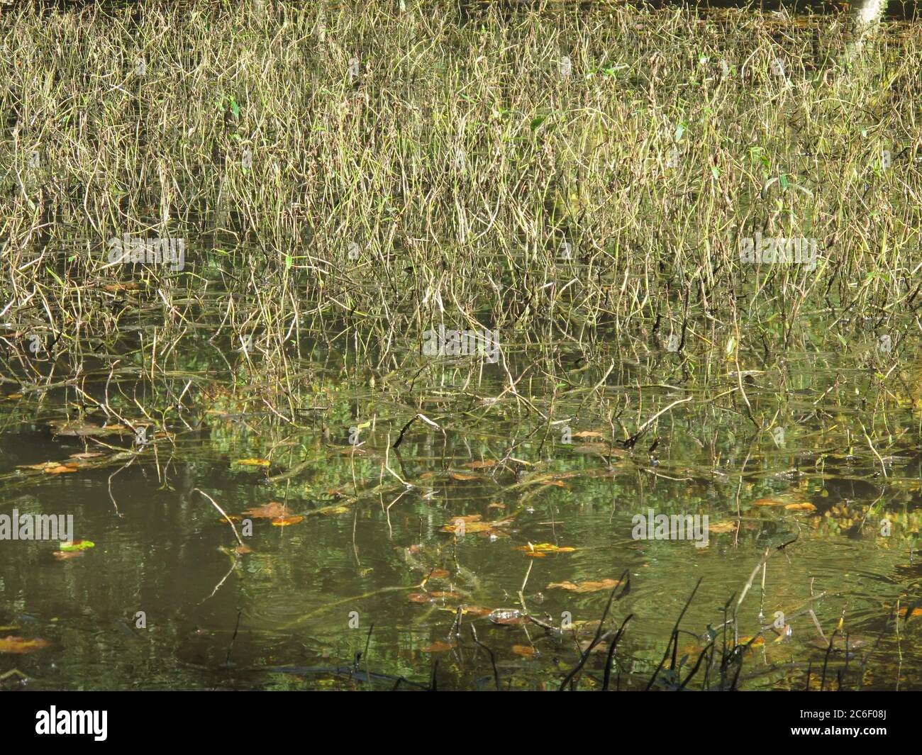 Swamp grass hi-res stock photography and images - Alamy