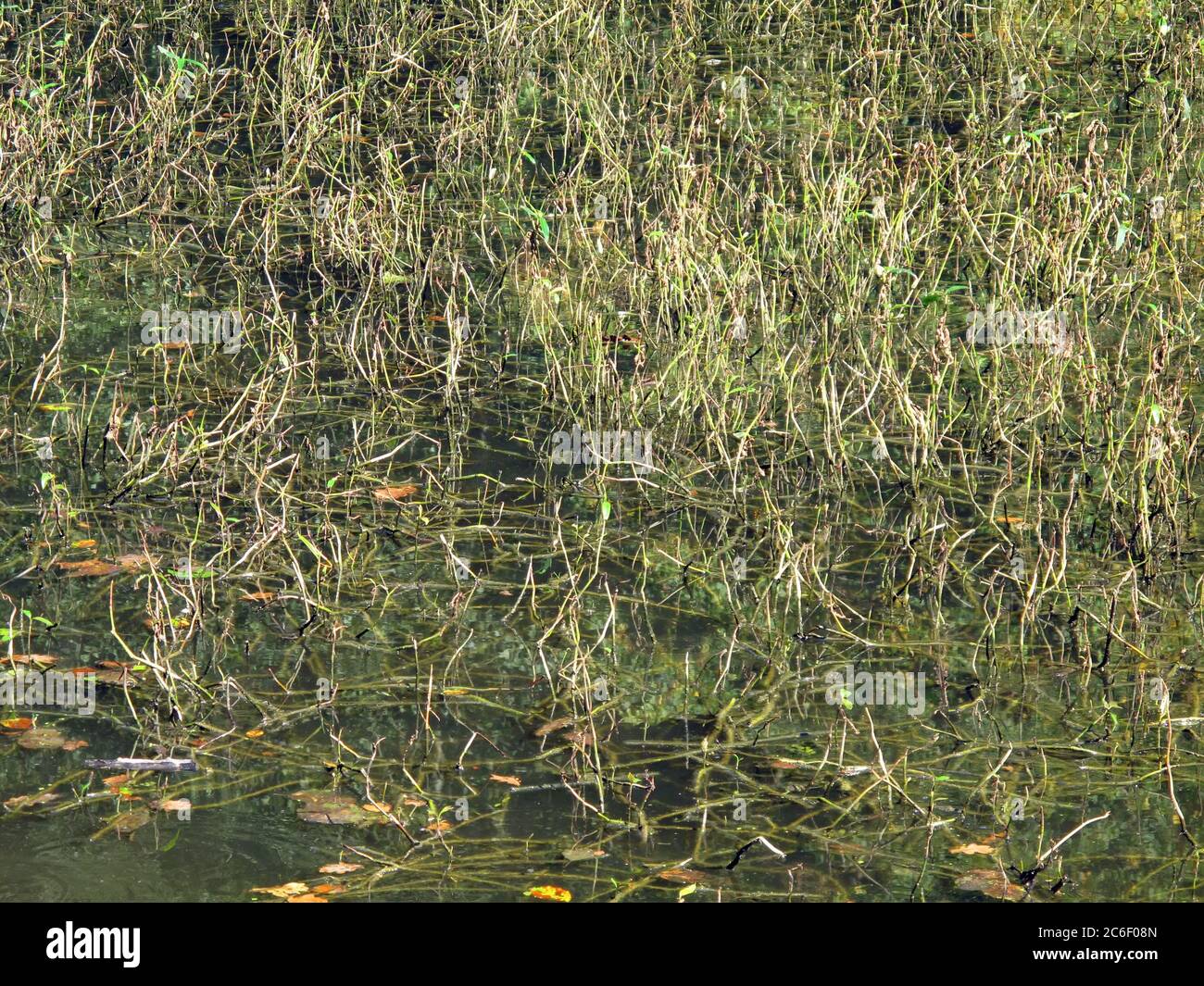 Swamp grass hi-res stock photography and images - Alamy