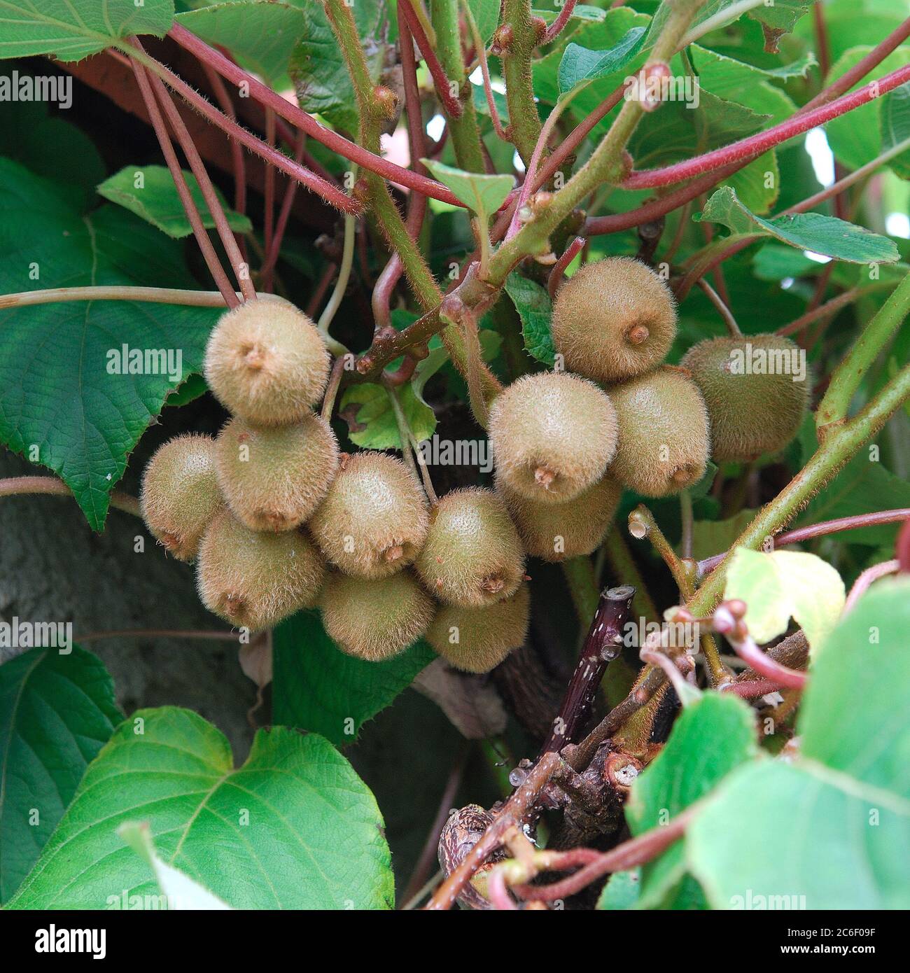 Actinidia chinensis Jenny, Actinidia chinensis Jenny Stock Photo - Alamy