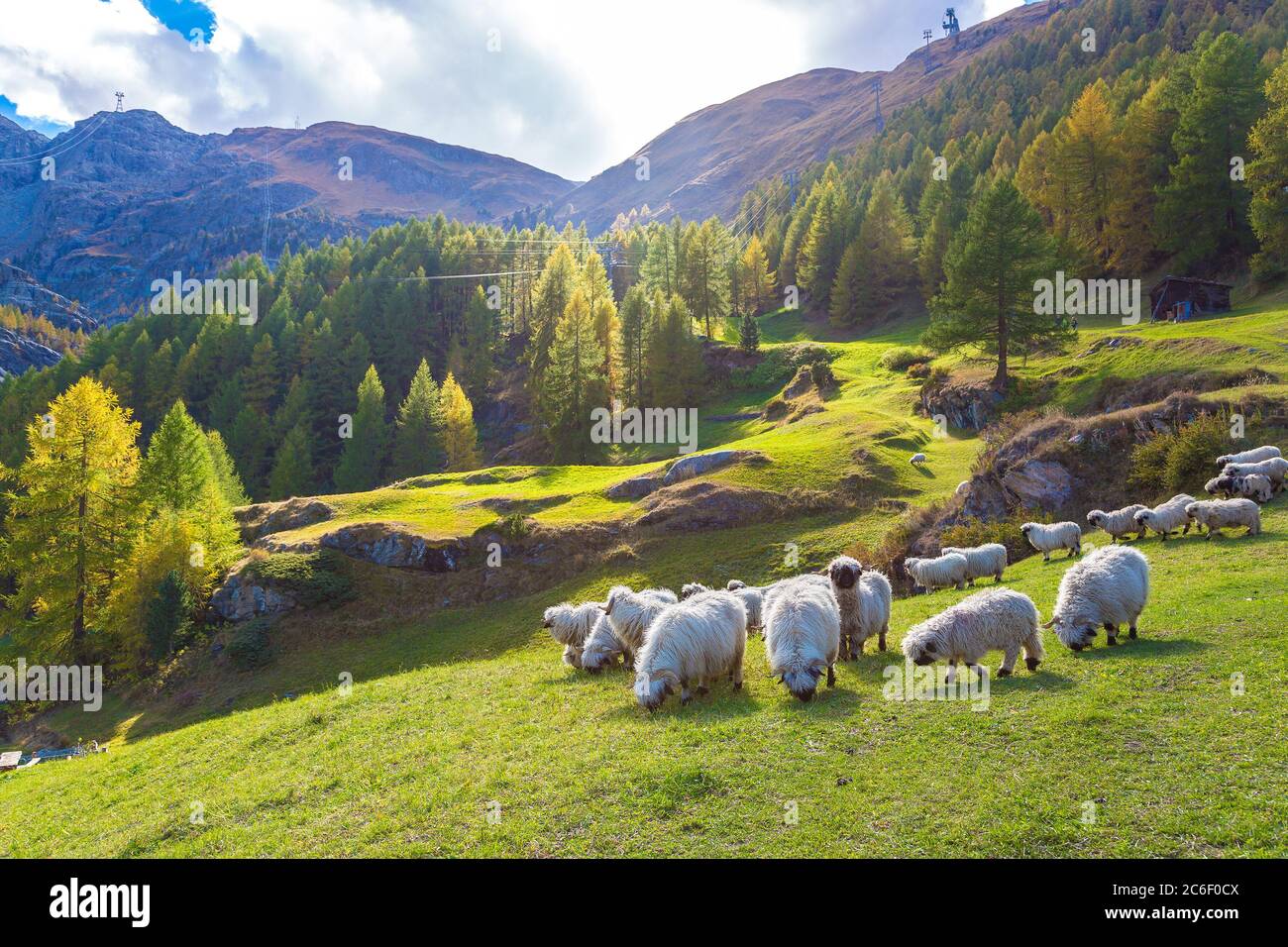 Swiss Alps and Valais blacknose sheep nest to Zermatt in Switzerland ...
