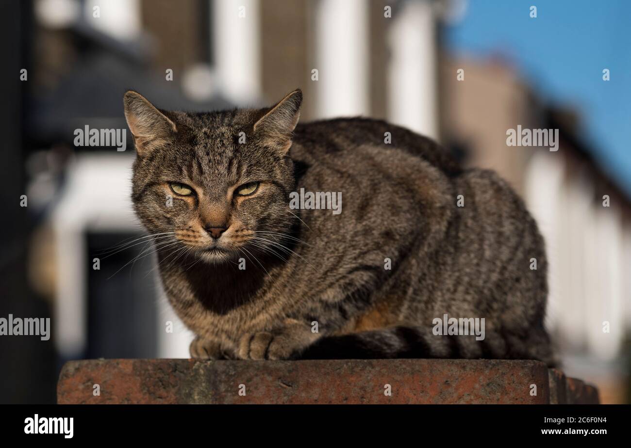 A tabby cat sun-bathing / snoozing in the Summer sun Stock Photo - Alamy