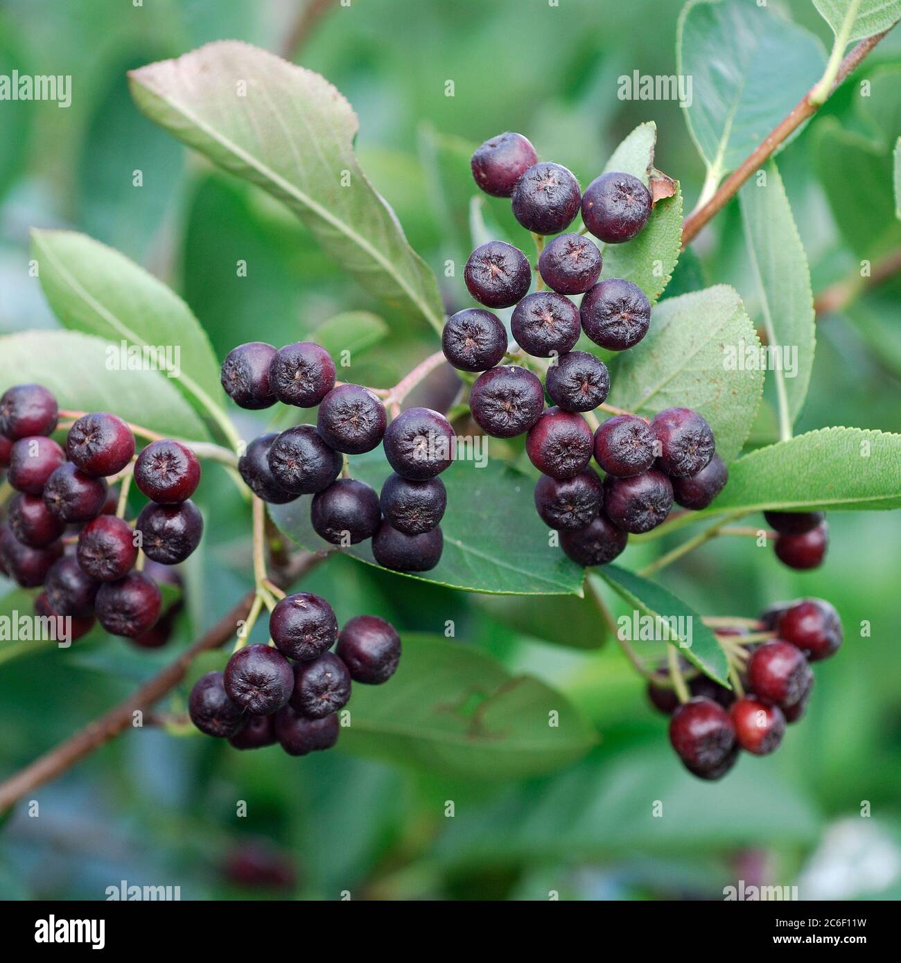 Aronia melanocarpa, Aronia melanocarpa Stock Photo - Alamy