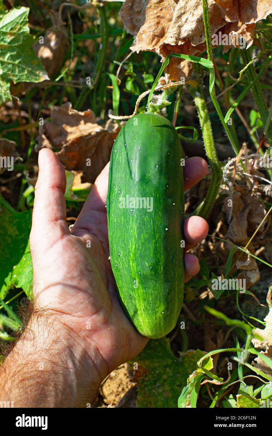Hand picking young cucumber hi-res stock photography and images - Alamy