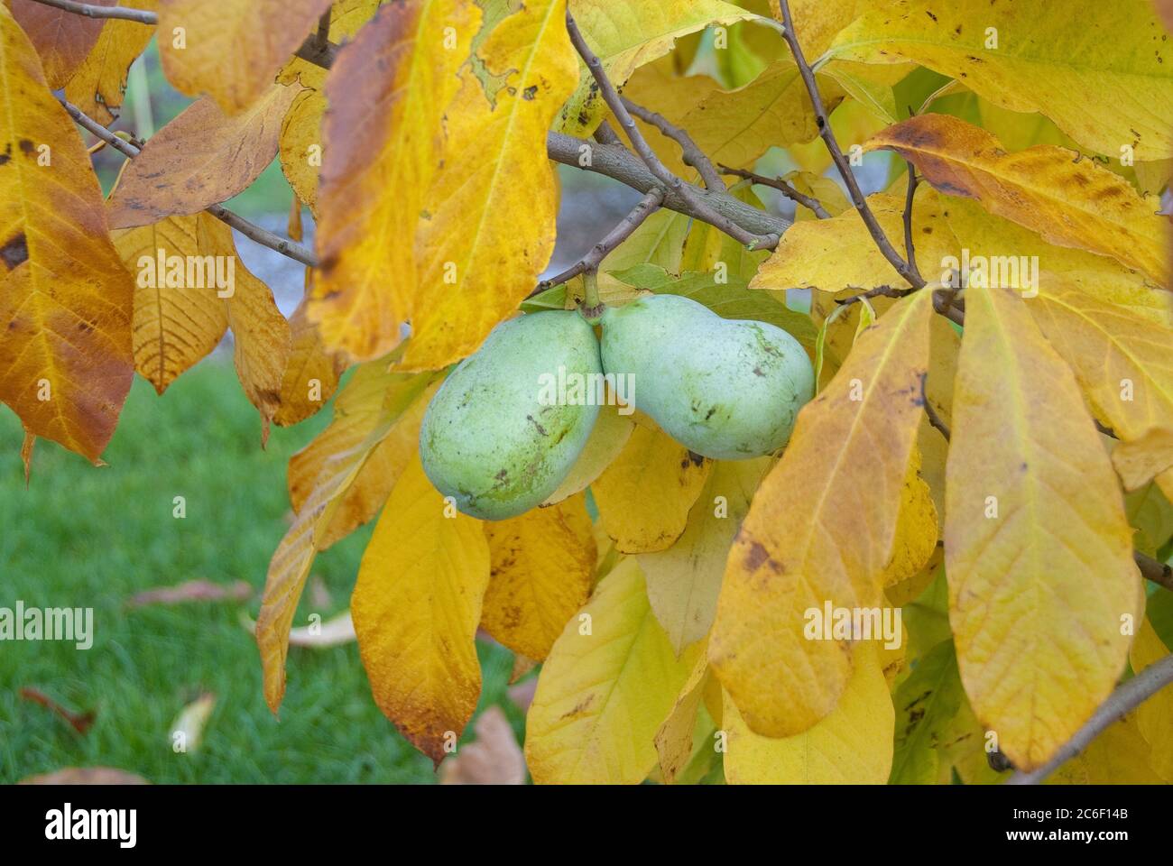 Indian banana hi-res stock photography and images - Alamy