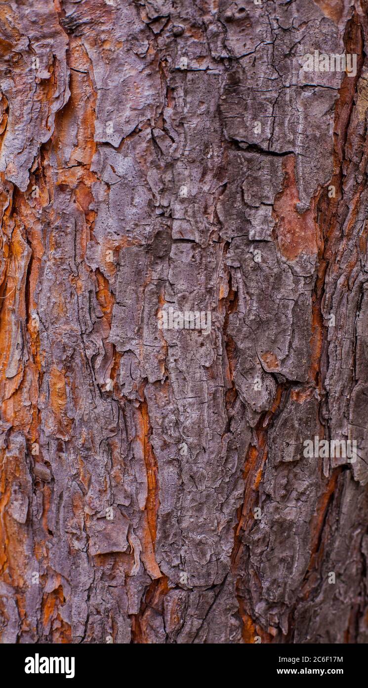 Tree bark crust texture closeup Stock Photo - Alamy