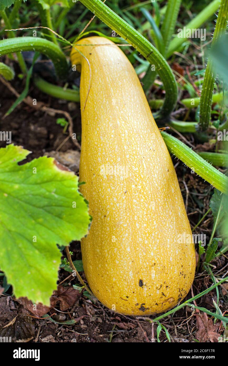 Organic squash in the garden Stock Photo - Alamy