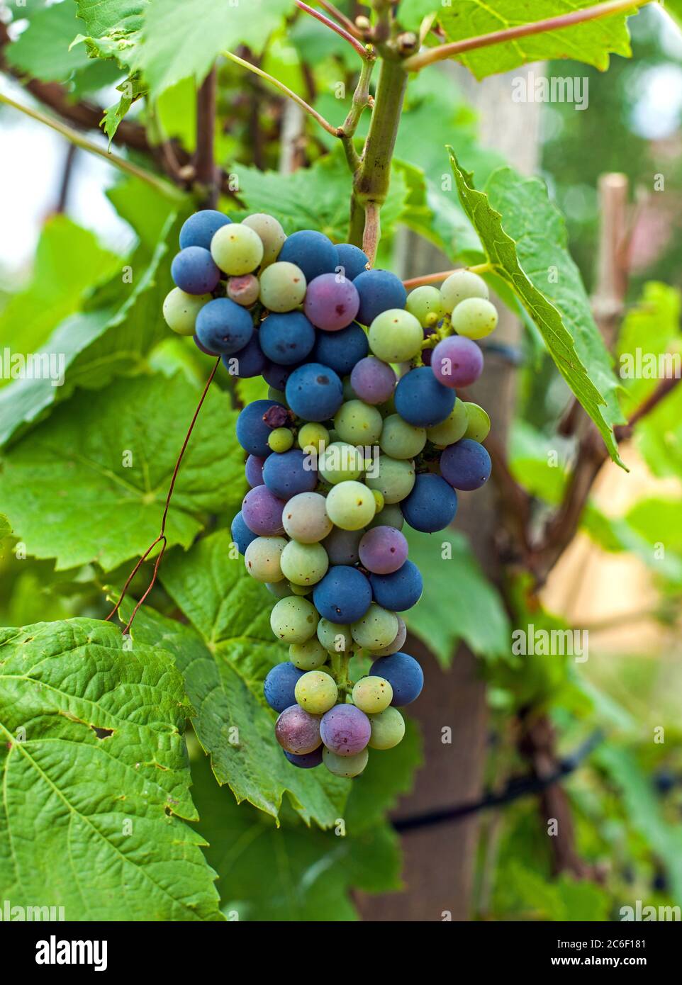 Colorful grape hi-res stock photography and images - Alamy