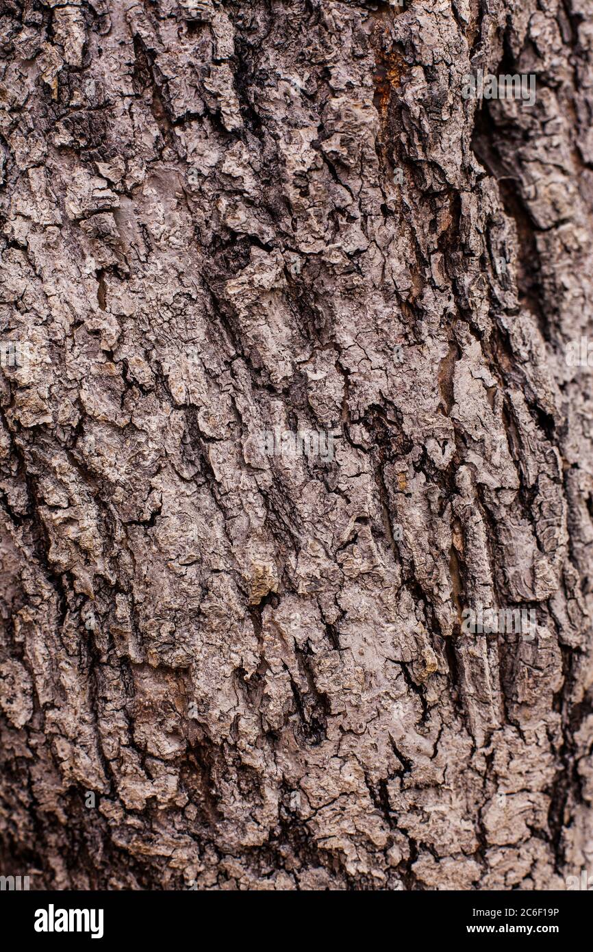 Tree bark crust texture closeup Stock Photo - Alamy