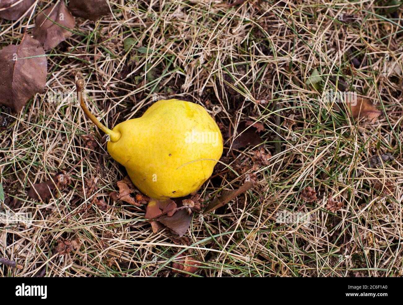 Pear fell from the tree on the orchard ground Stock Photo - Alamy