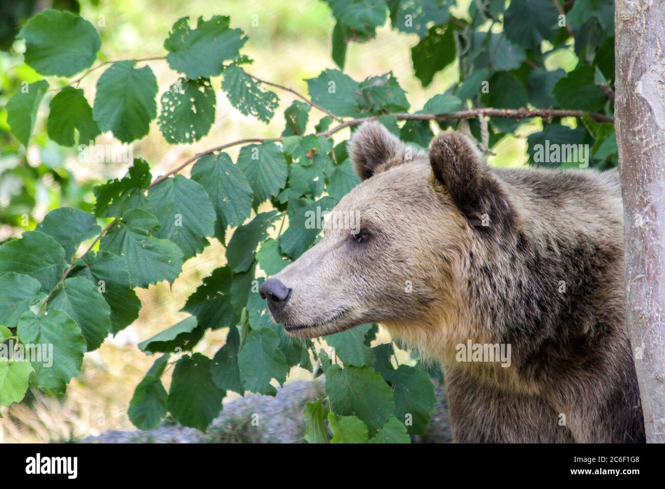 Bear behind a tree hi-res stock photography and images - Alamy