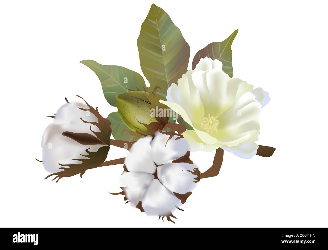 Cotton plant botanical drawing hi-res stock photography and images - Alamy