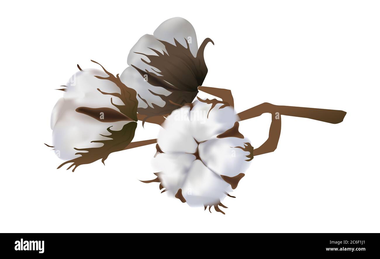 Cotton plant botanical drawing hi-res stock photography and images - Alamy