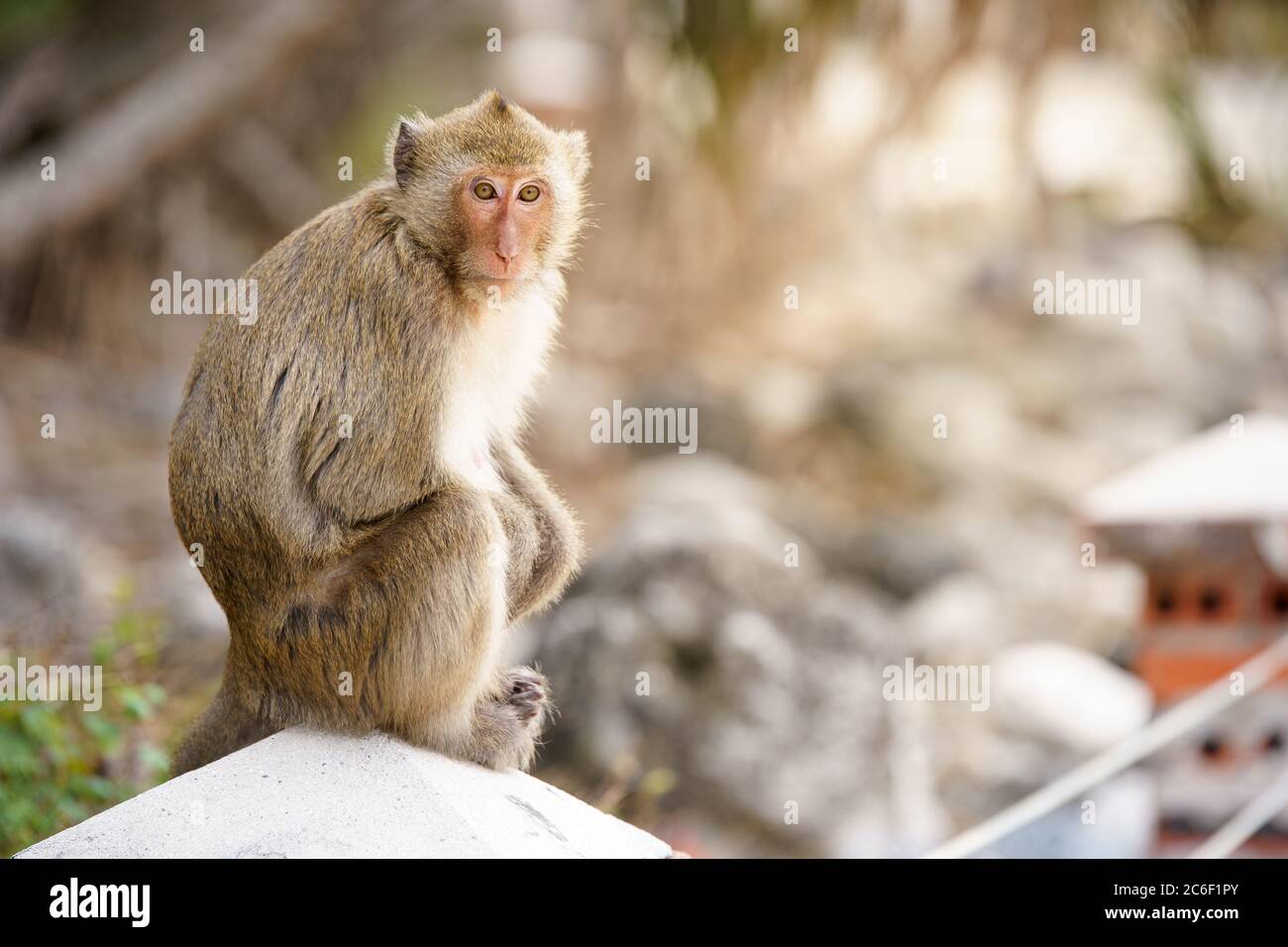 Monkey facing hi-res stock photography and images - Alamy