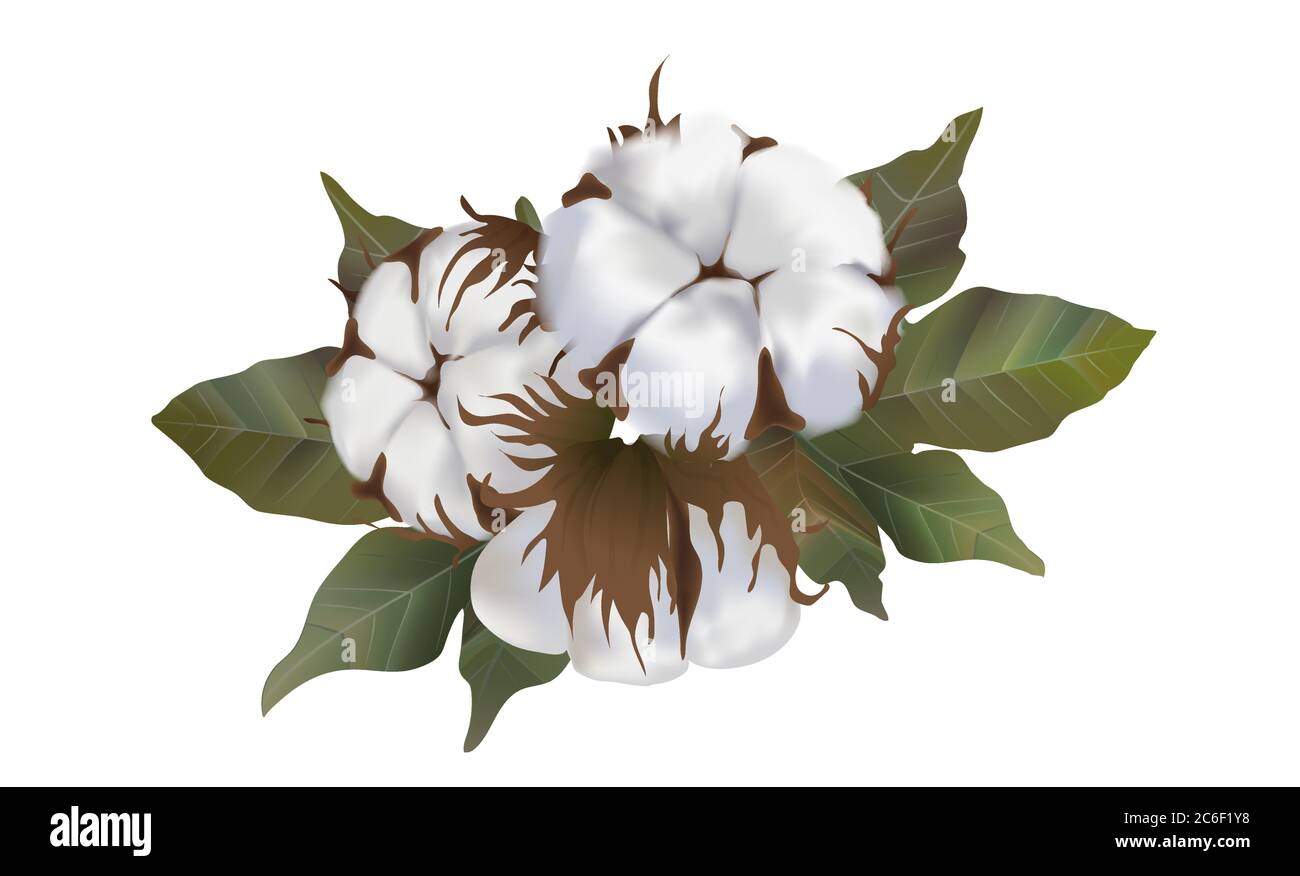 Cotton flower illustration hi-res stock photography and images - Alamy