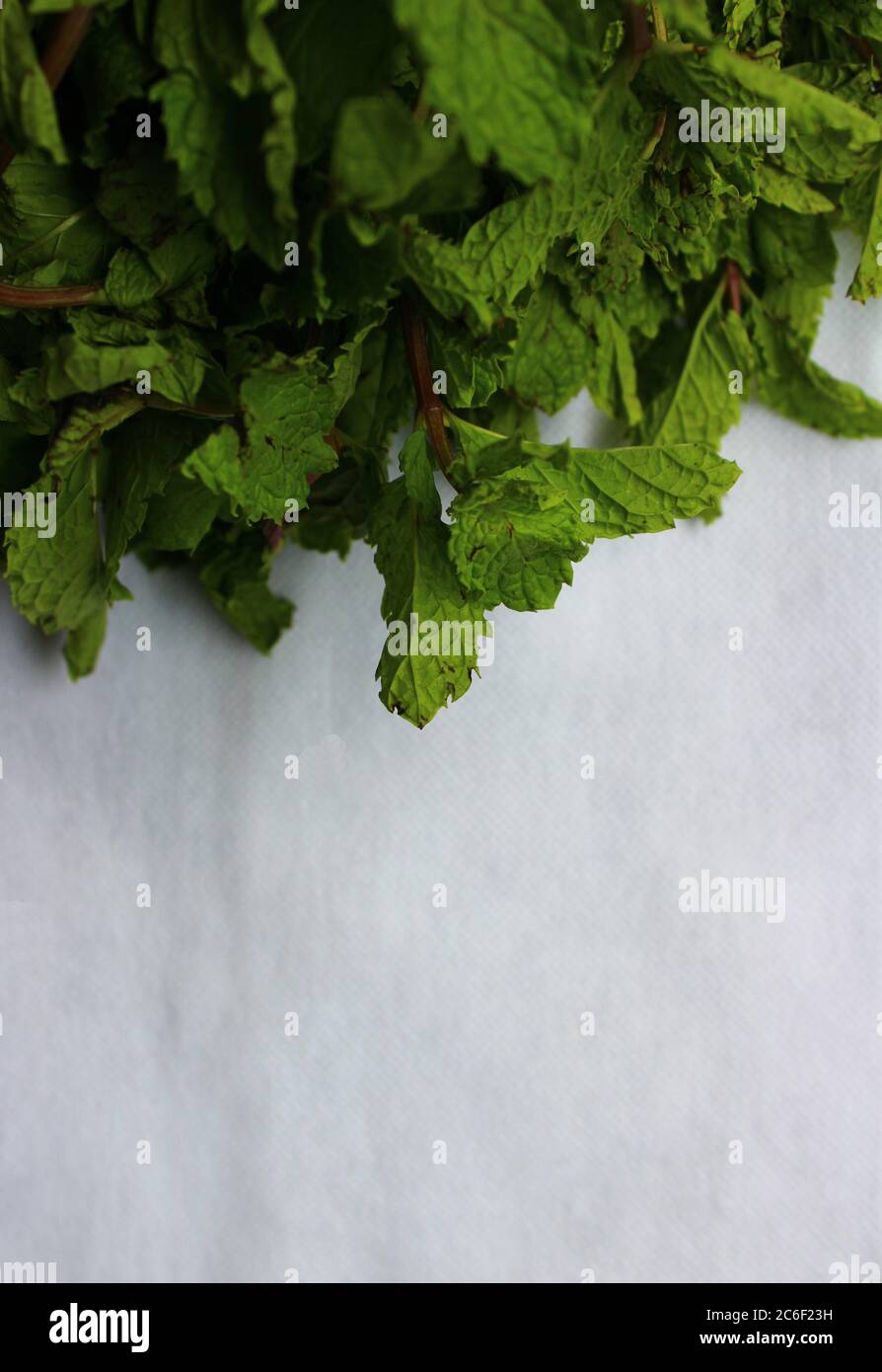 Bunch of mint leaves hi-res stock photography and images - Alamy