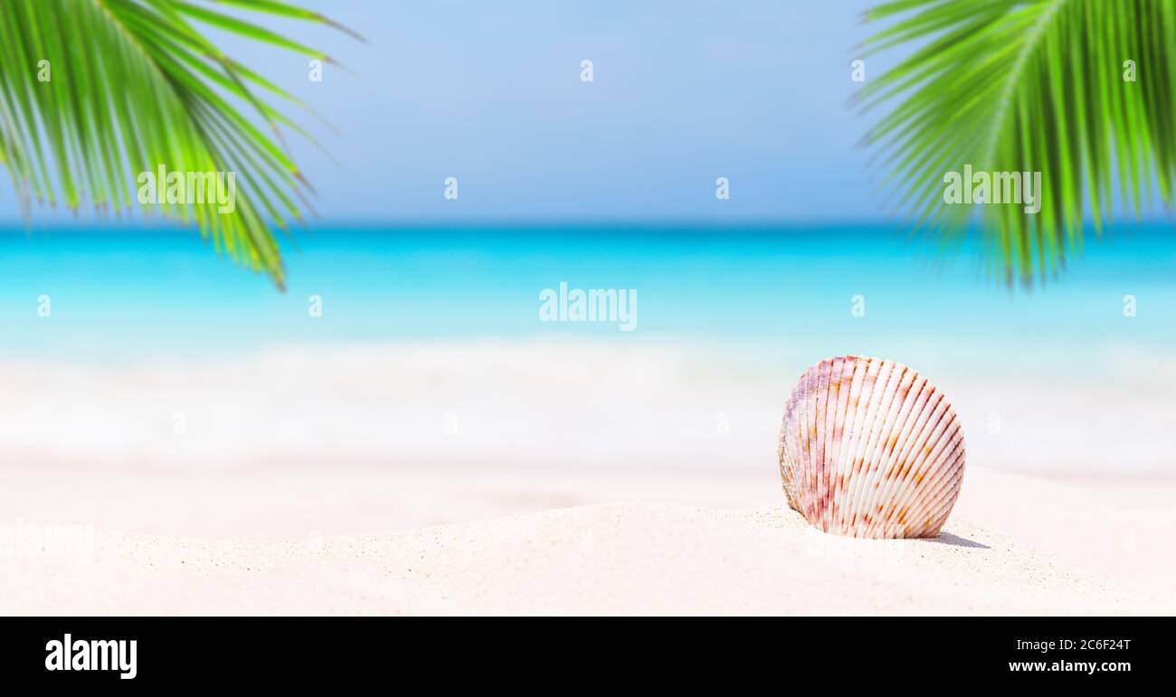 Panorama of sea shell and leaves of coconut palm tree on the white ...