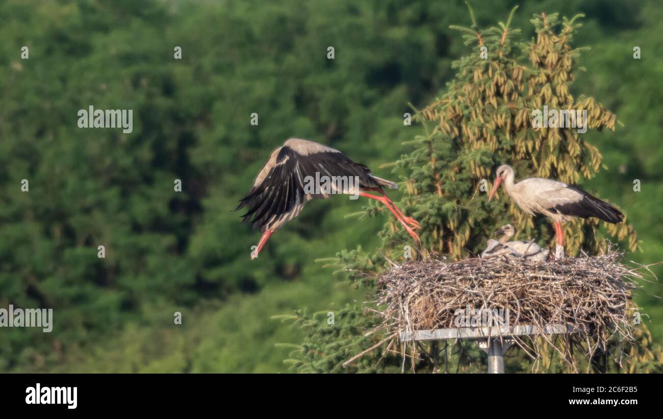 Spreand wings hi-res stock photography and images - Alamy