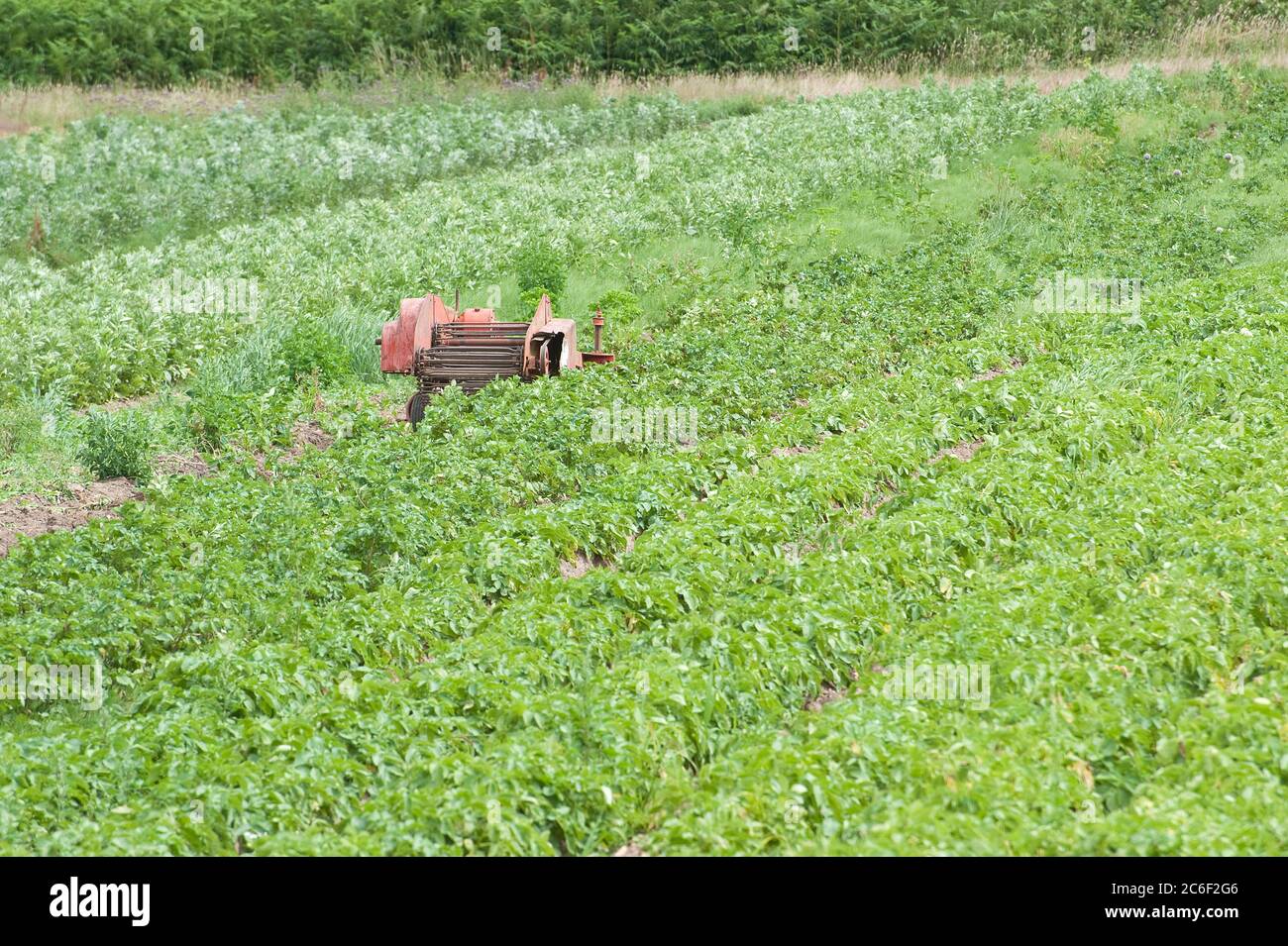 threshing machine and food crops growing ripe in field Stock Photo - Alamy