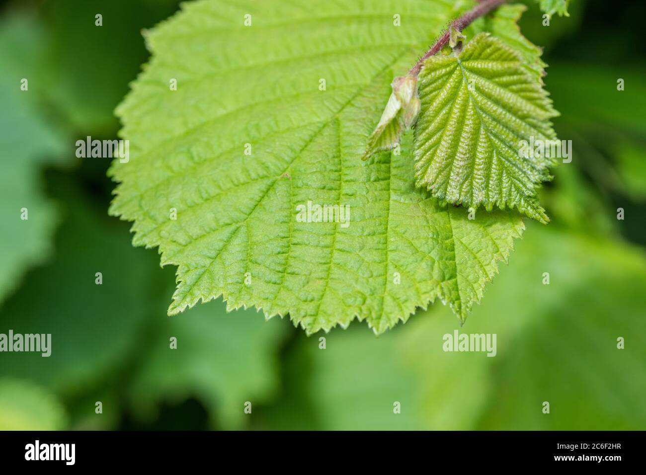 July leaves of small Hazel tree in Cornish hedgerow, showing pointed ...