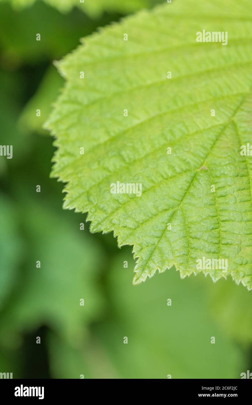 July leaves of small Hazel tree in Cornish hedgerow, showing pointed ...