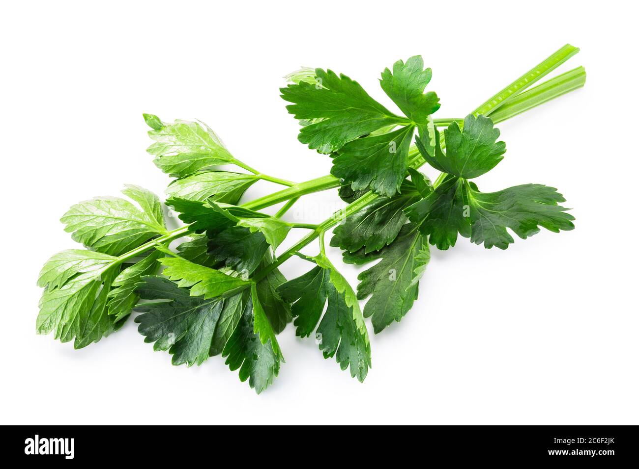 Fresh celery leaves (Apium graveolens) isolated w clipping paths, top ...
