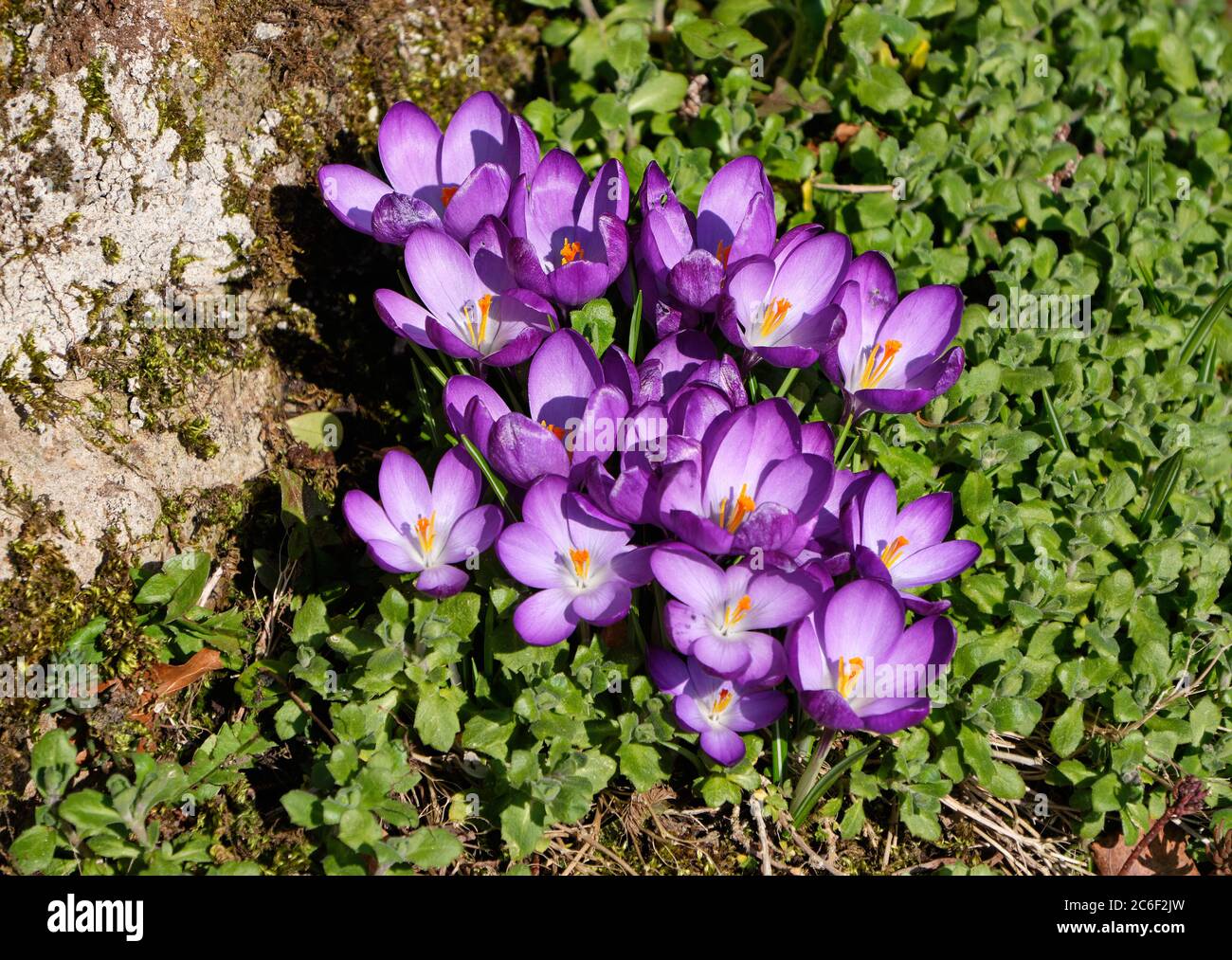 Dutch crocus hi-res stock photography and images - Alamy