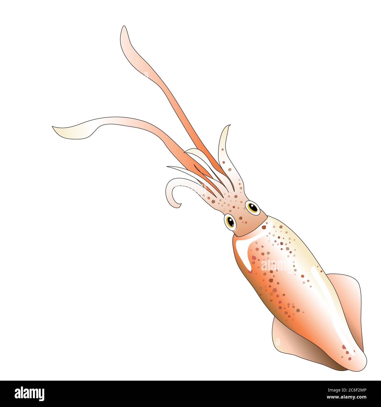 Red reef squid Stock Vector Images - Alamy