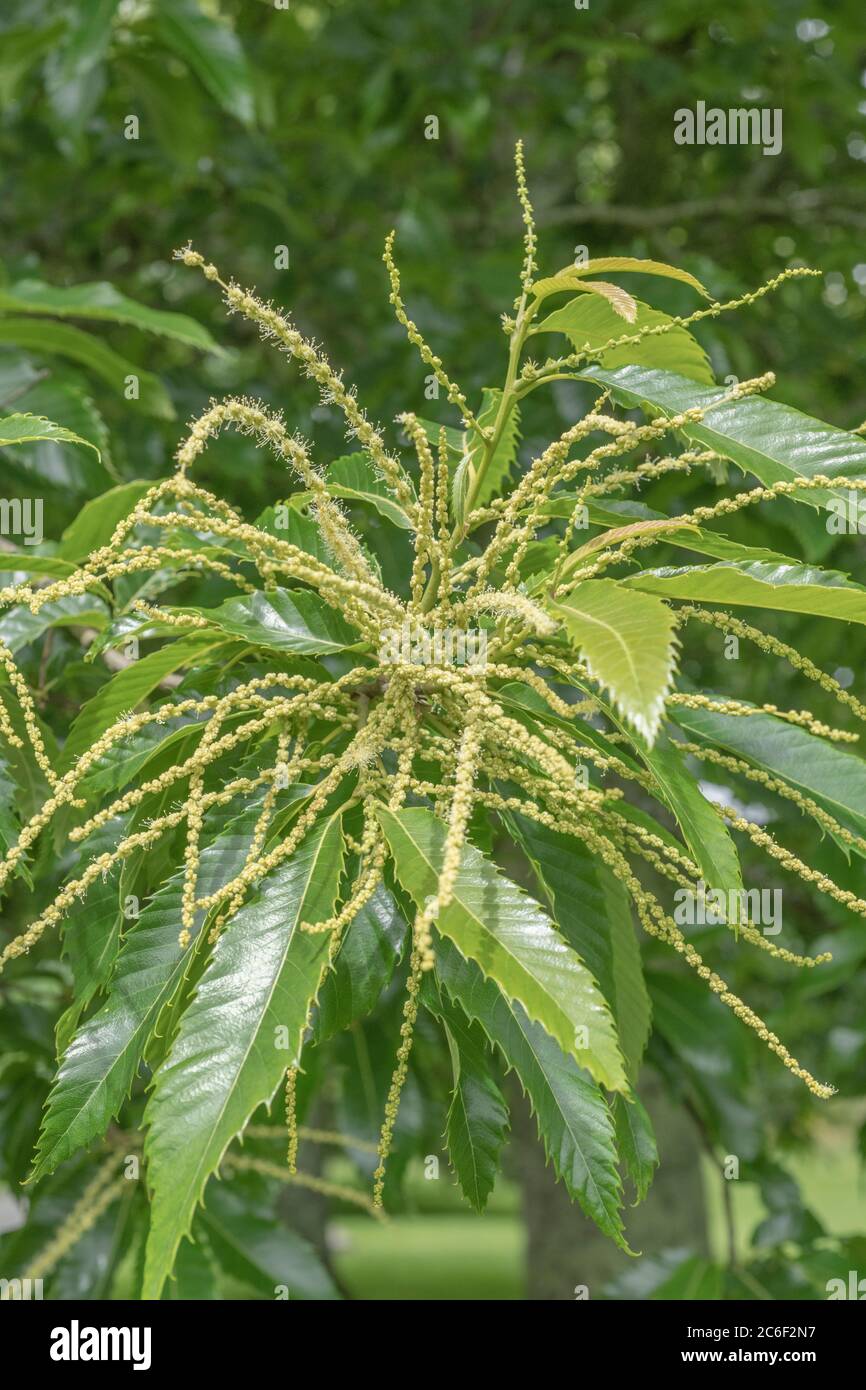 Long flowering catkin spikes of Chestnut tree / Castanea sativa. Male ...