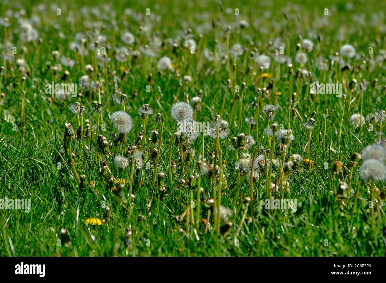 Silver tufted fruits hi-res stock photography and images - Alamy