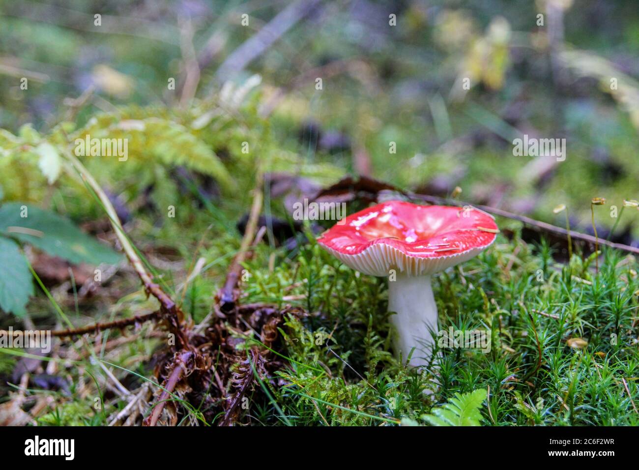 Red russula Mushroom - (Russula emetica) in forest Stock Photo - Alamy