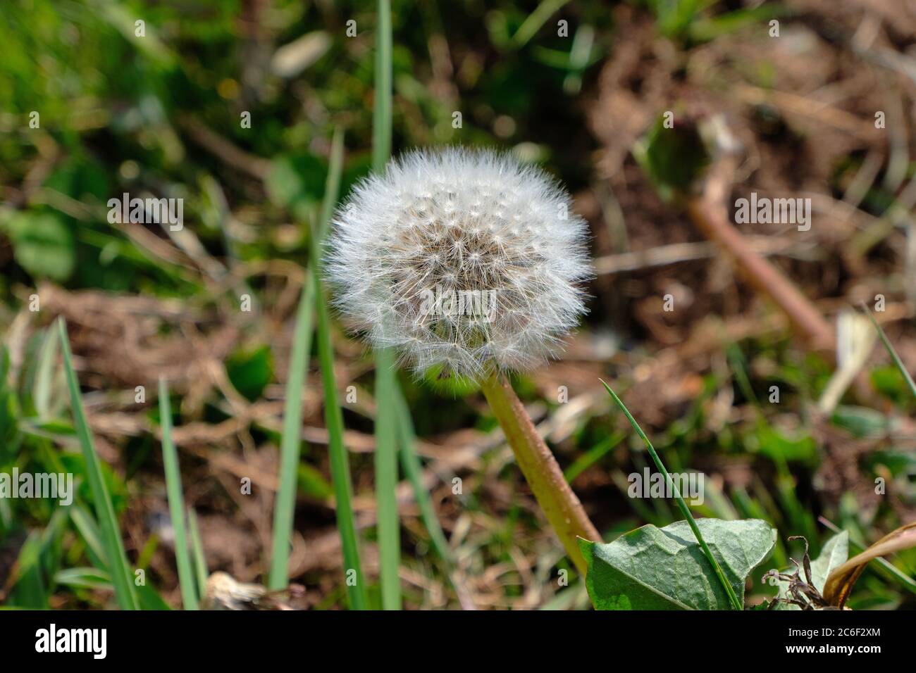Silver Tufted Fruits High Resolution Stock Photography and Images - Alamy
