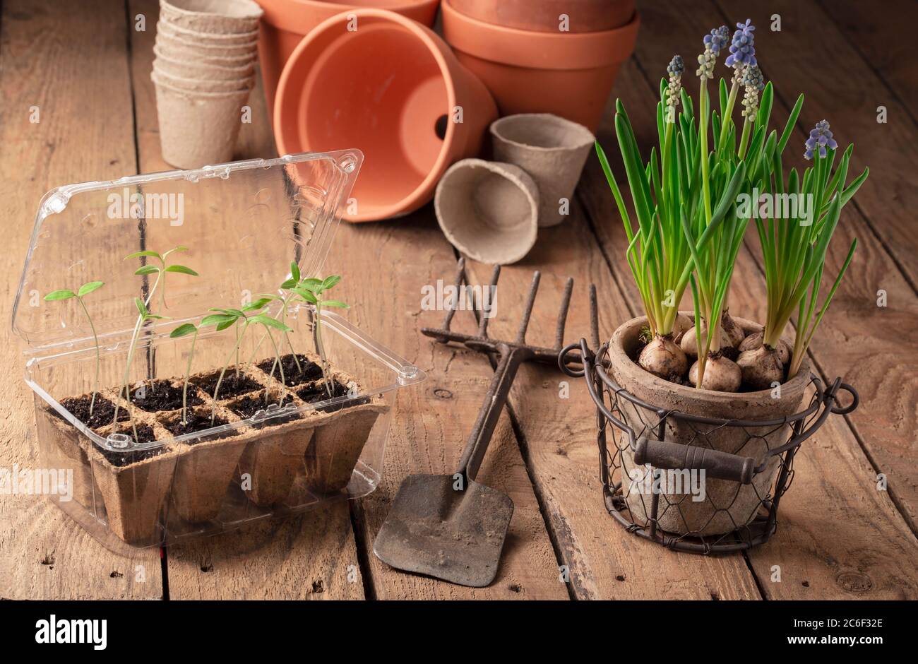 Tomato bloomer hi-res stock photography and images - Alamy