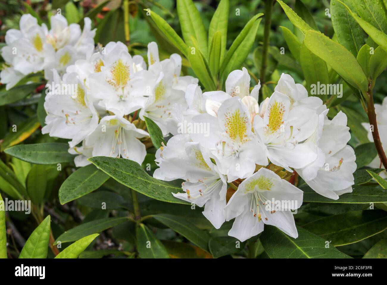 Rhododendron tree in full blossom hi-res stock photography and images ...