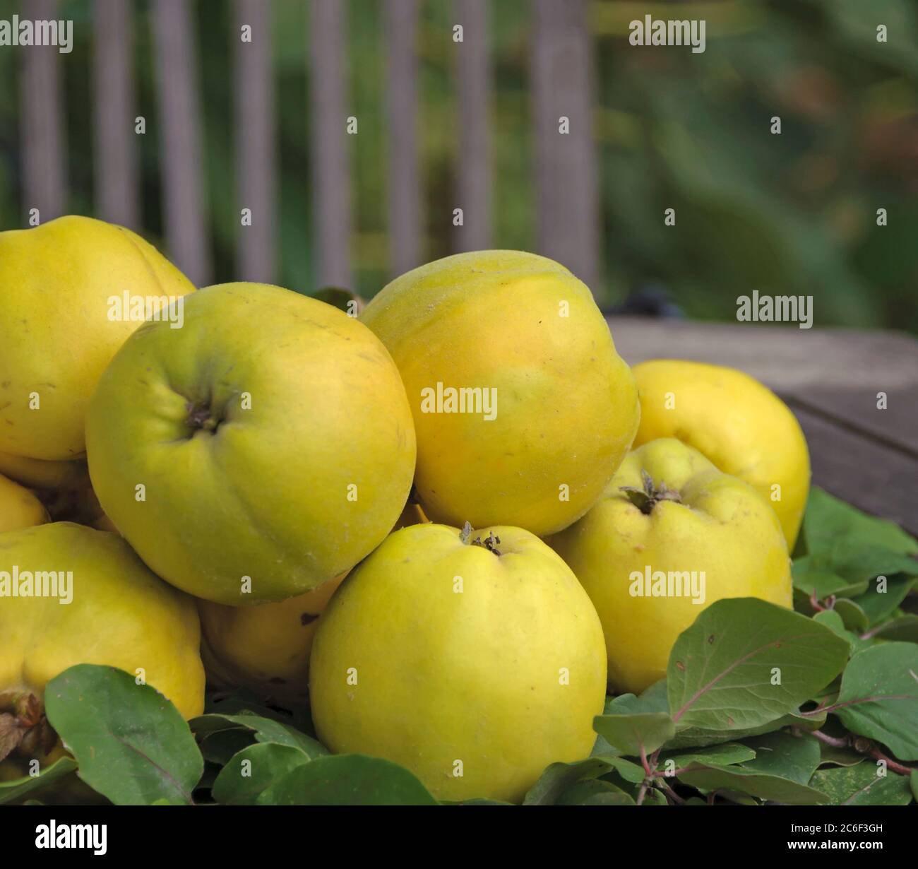 Apfel-Quitte, Cydonia oblonga Konstantinopeler, Apple quince, Cydonia ...