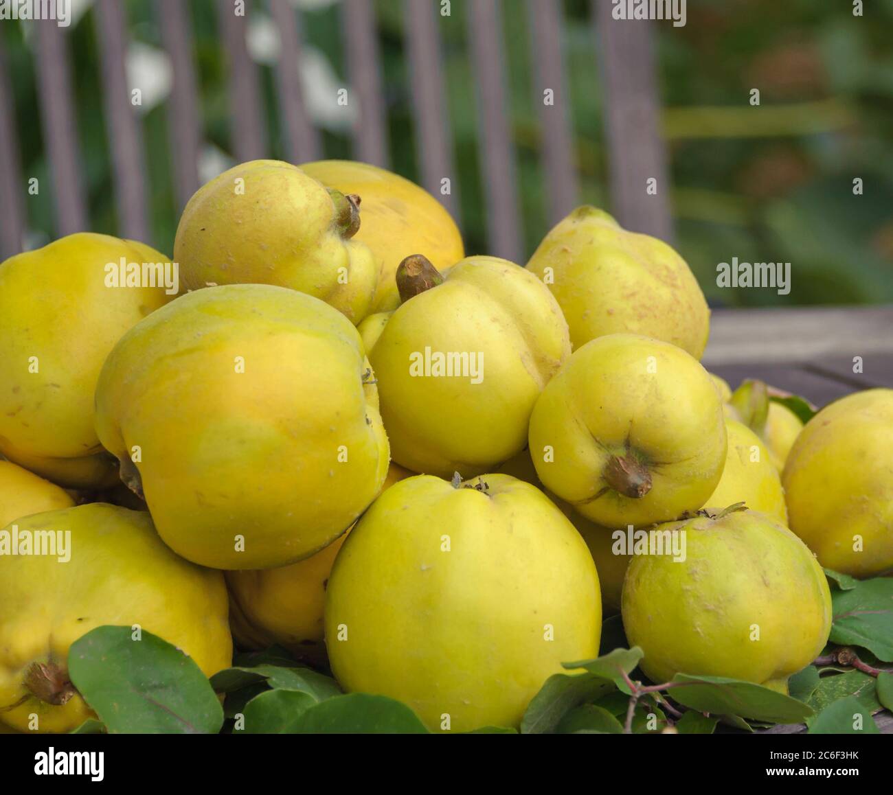 Apfel-Quitte, Cydonia oblonga Konstantinopeler, Apple quince, Cydonia ...